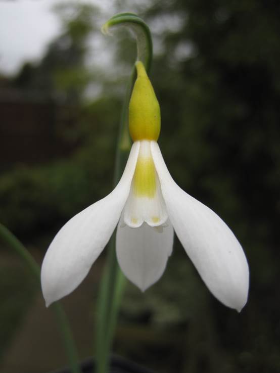 Judy's Snowdrops - Ronald Mackenzie