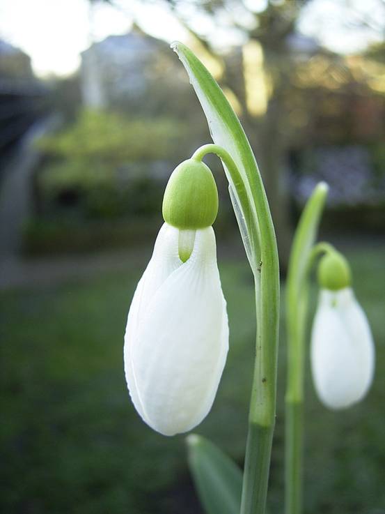 Judy's Snowdrops - plicatus "Yaffle"